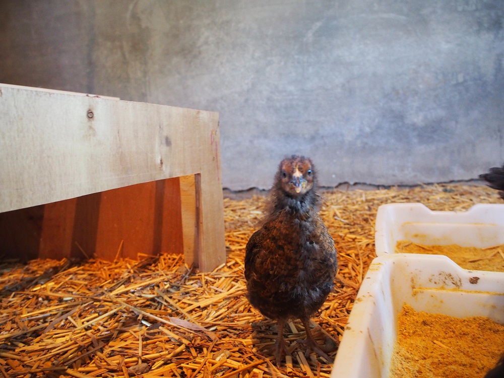すくすくと元気に育っています | ひよこ | 自然農園「ぽっけの里」