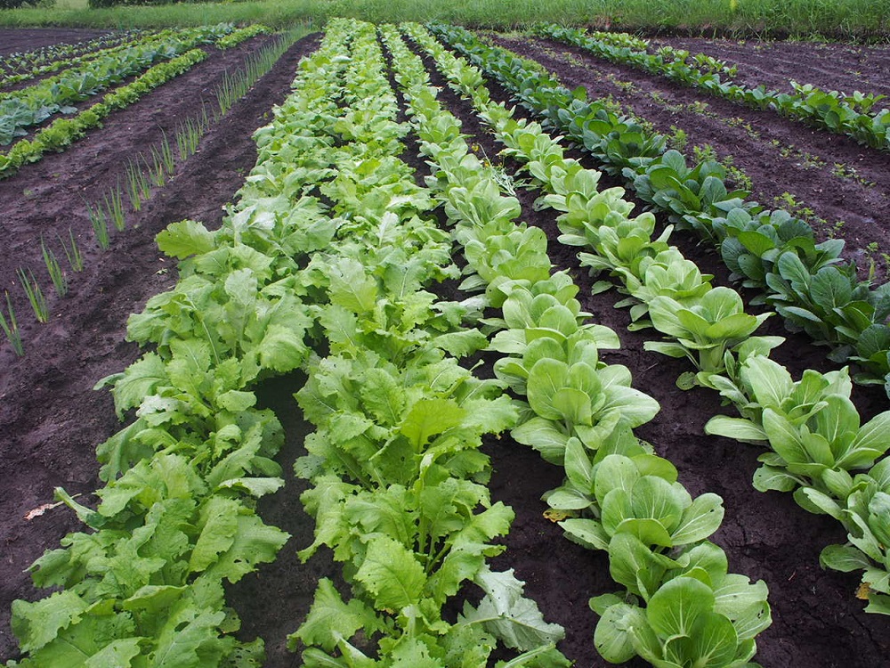小松菜・チンゲン菜・小カブ | やさい | 自然農園「ぽっけの里」