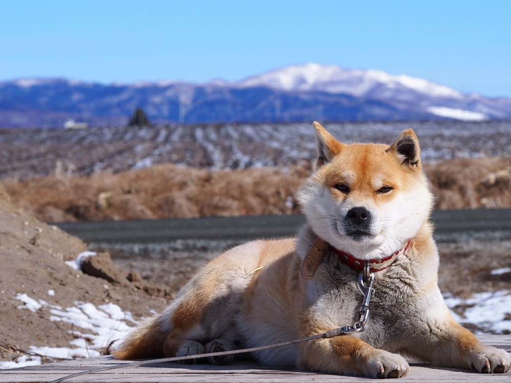 まだ冬？ | けしき | 自然農園「ぽっけの里」